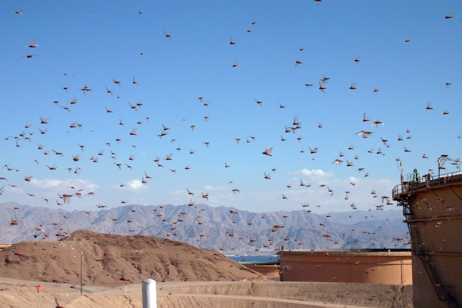 Plagues of Old: Locust Swarms Become a Global Concern - The Borgen Project